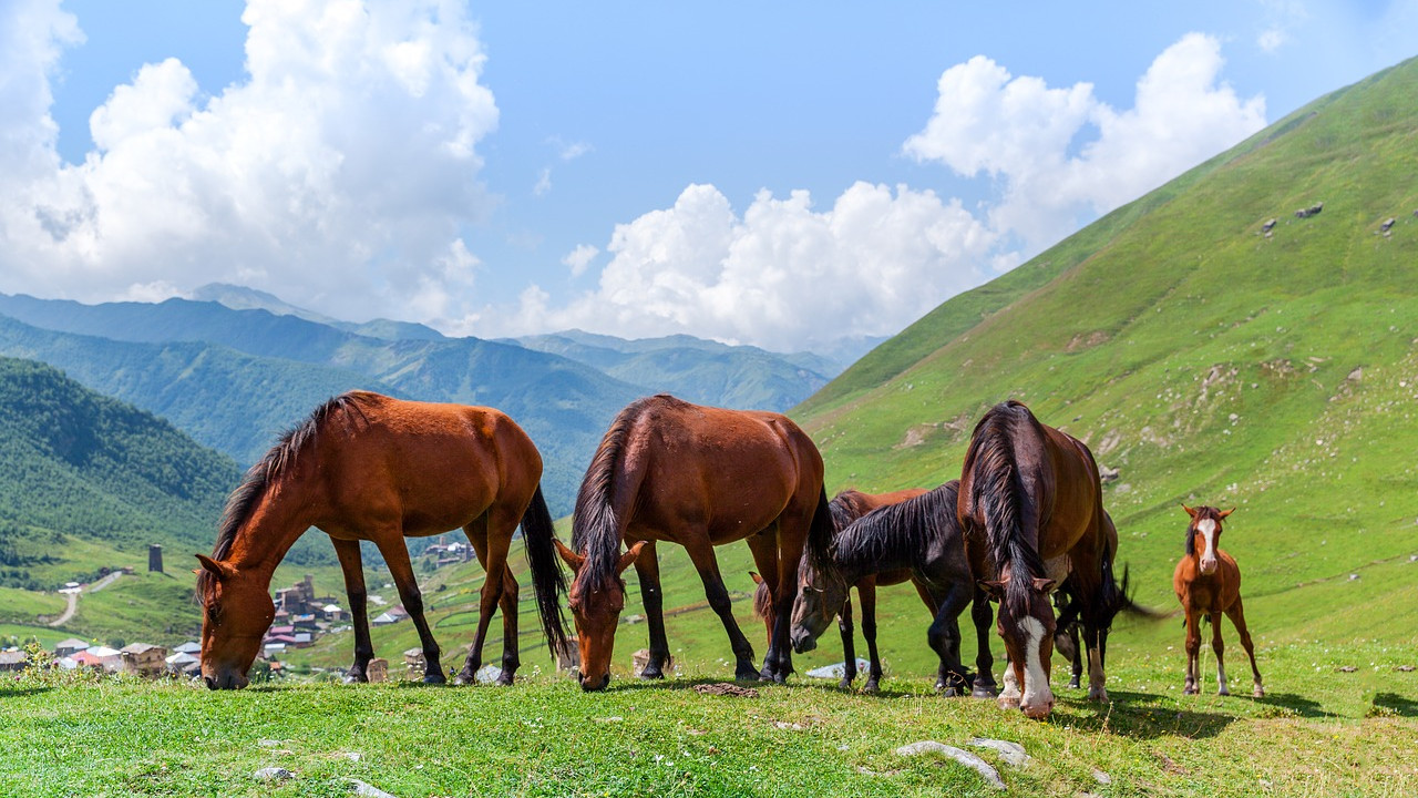 Zima czy wiosna? Kiedy powinno się przeprowadzać krycie klaczy?