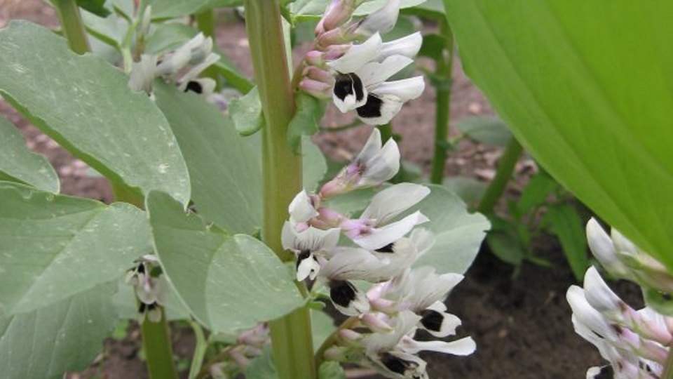 Bobik – ryzykowna roślina w uprawie, która może przynieść wiele korzyści