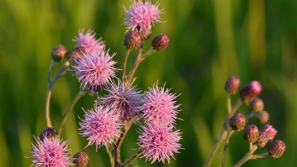 Ostrożeń polny – kosmopolityczny chwast znany jako oset