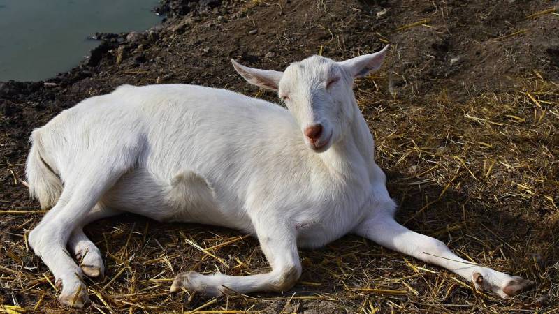 Koza biała uszlachetniona – rasa wyhodowana w Polsce