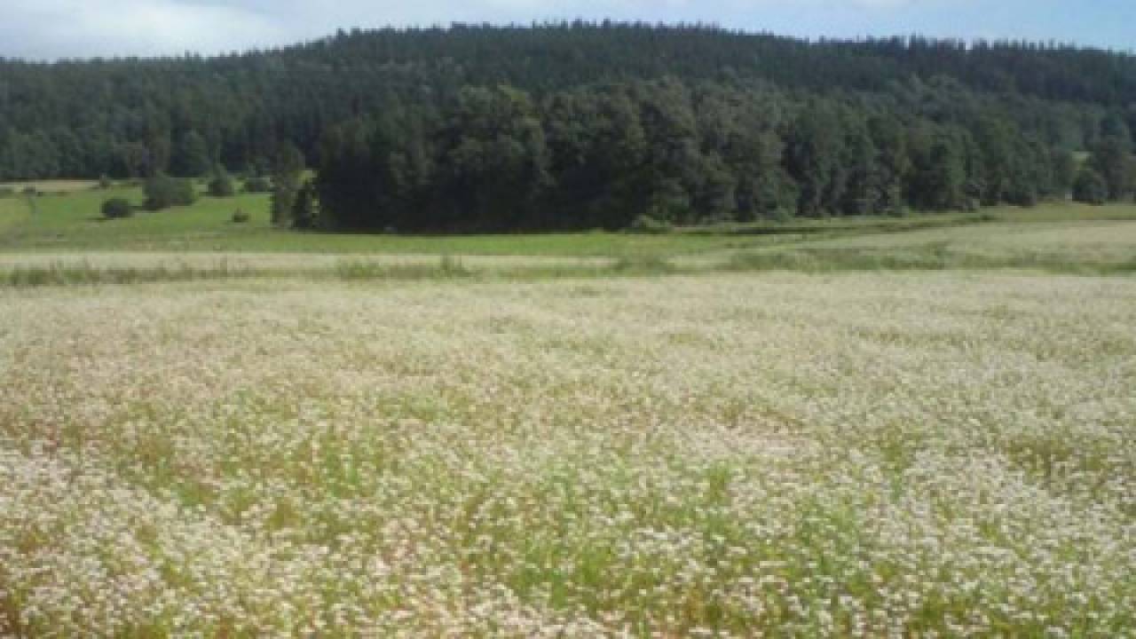 Uprawa gryki – co warto wiedzieć, żeby osiągnąć największe plony?