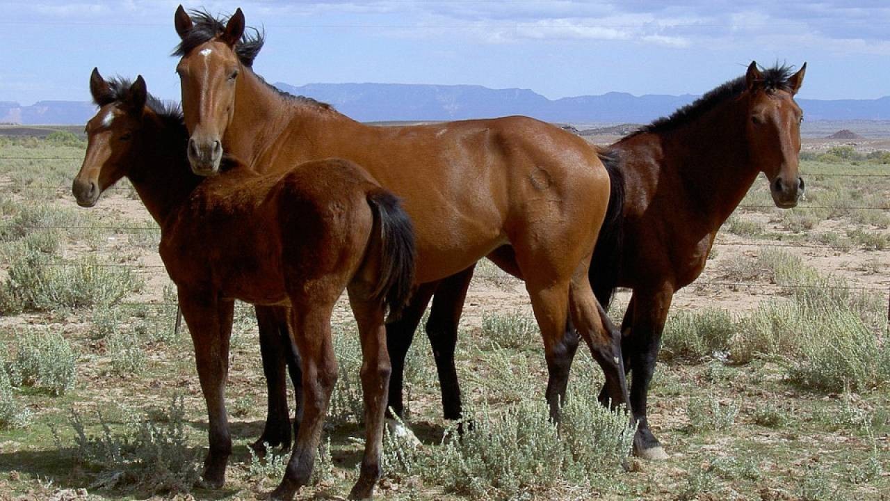 Mustang – najbardziej znana i wytrzymała rasa koni