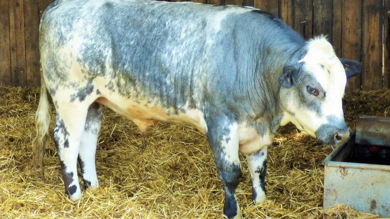 Belgian Blue – wyjątkowa rasa bydła przystosowana do każdych warunków