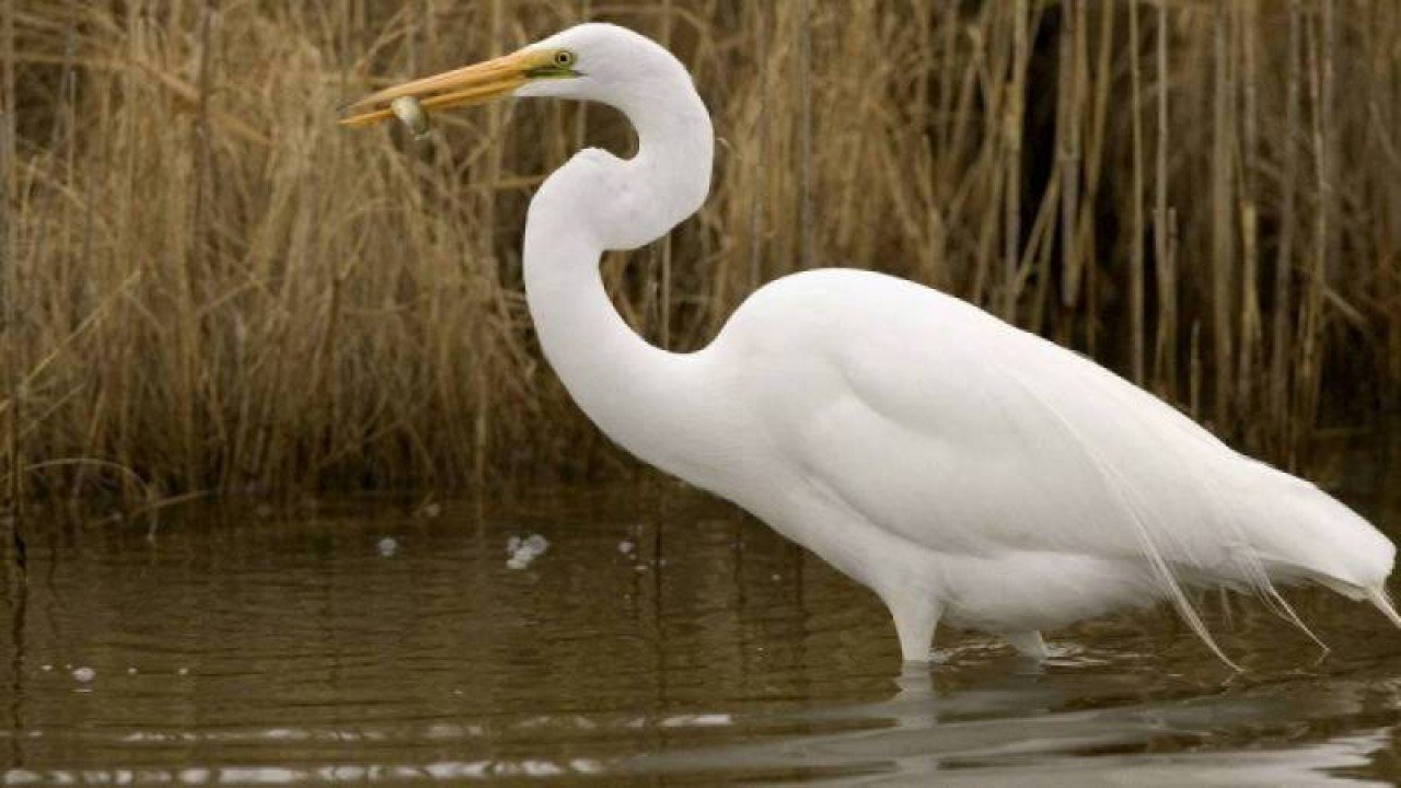 Czapla biała – gatunek dużego ptaka pod ścisłą ochroną w Polsce